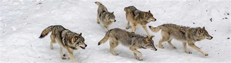 22 Wolf Facts Exploring The Wonderful World Of Wolves