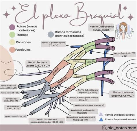 Plexo Braquial Anatomía Médica Anatomia Y Fisiologia Humana Plexo