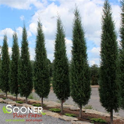 Taylor Juniper Formal Style Sooner Plant Farm