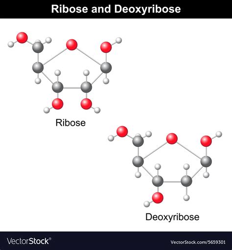 Ribose And Deoxyribose Royalty Free Vector Image