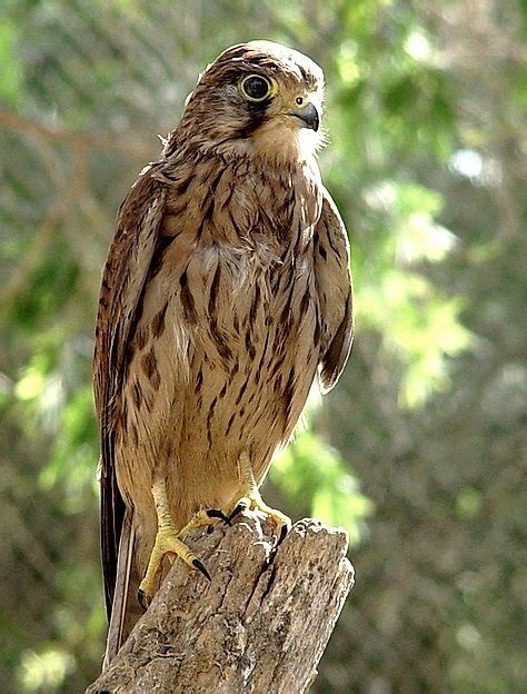 Сокол птица фото и описание википедия