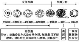 胚胎发育 1 最初发育场所输卵管 以后移入子宫 2 过程 发育过程 胚胎特点 受精卵 受精卵形成后即在输卵管内进行有丝分裂开始发育