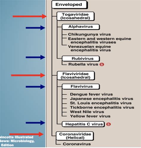 Enveloped Positive Strand Rna Viruses Flashcards Quizlet
