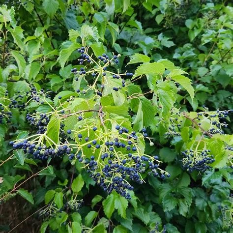 Plant Faqs Viburnum Dentatum Arrowwood Viburnum