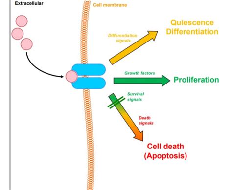 L Cell Signalling And Cancer Flashcards Quizlet
