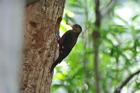 Dendrocopos Noguchii Okinawa Woodpecker