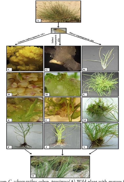 Figure 1 From Genetic Polymorphism Of The Wild And In Vitro Regenerated Plants Of The Medicinal