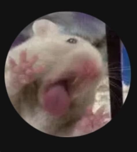 Detail Rat Pfp Koleksi Nomer 16