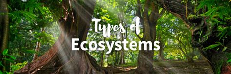 Different Types Of Ecosystems And Why They Are Important