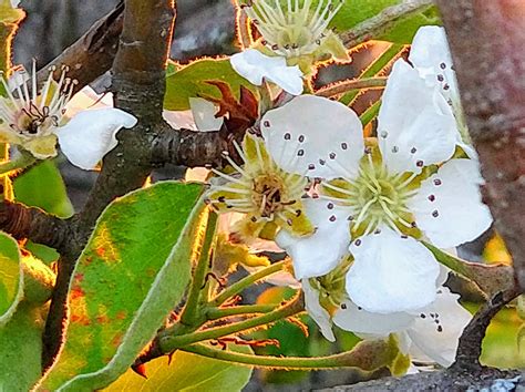 봄 사과 꽃 나무 Pixabay의 무료 사진 Pixabay