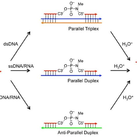 Schematic Representation Of Nucleic Acid Templated Hydrolysis Of