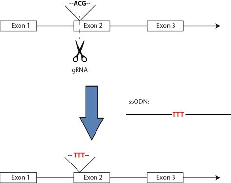 Generating Mutant Mice With Crispr Cas9 University Of Copenhagen
