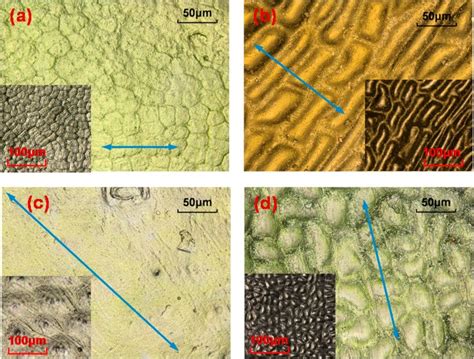 Biotribology In Nature How Different Microstructure Morphologies