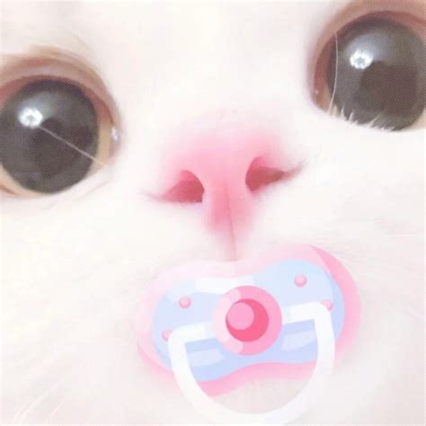 猫咪头像 堆糖，美图壁纸兴趣社区