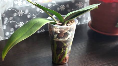 Орхидея в закрытой системе. Орхидея в стекле* ЧАСТЬ 2 - YouTube