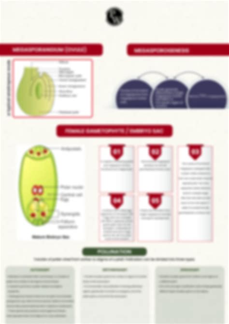SOLUTION Sexual Reproduction In Flowering Plants Mind Map Studypool