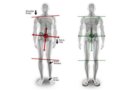 Understanding The Fundamentals Of Biomechanics Exam Study Guide