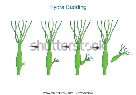 Science Hydra Buddingasexual Reproduction Hydraeducational Material Stock Vector Royalty Free