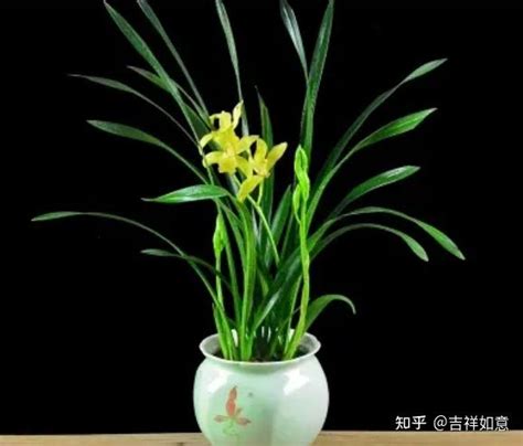 兰草叶子发黄的原因有哪些 知乎