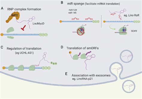 Molecular Functions Of Cytoplasmic Lncrnas A Lncrnas Interact With