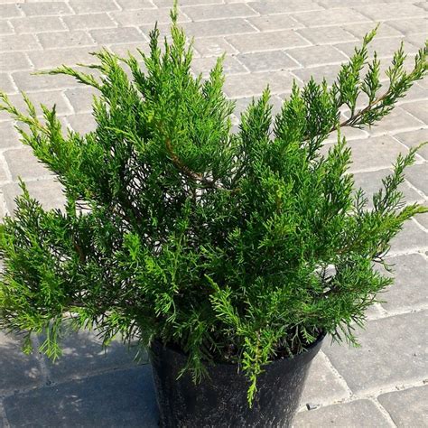 Можжевельник средний минт джулеп саженцы купить в Москве по цене от 658 ...
