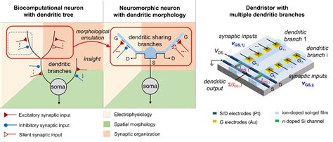 Tsinghua Scientists Invent A Neuromorphic Dendritic Network Computation Model Able To Perform