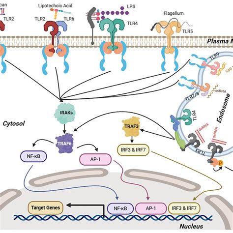 Toll Like Receptor Tlr Signaling Upon Ligand Binding At The Cell Download Scientific Diagram