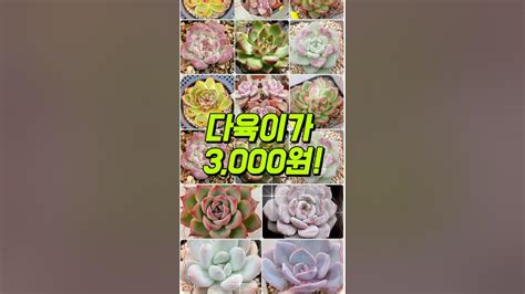 다육이가 3000원 다육이 다육식물 Cactus 반려식물 Plants 다육 다육화분 다육이들 다육이저렴한곳 다육이금 엑스플랜트 희귀다육 예쁜다육