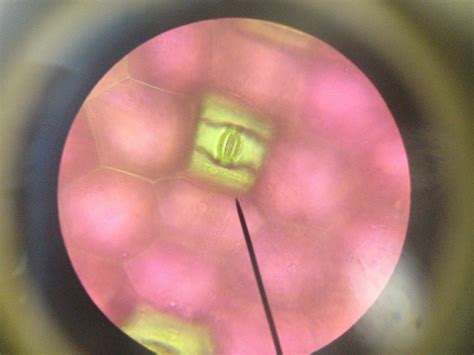 Swifty Science Stomata Lab