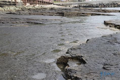 백악기 공룡의 놀이터이면서 세계 3대 공룡발자국화석 산지인 고성 상족암 트레킹 네이버 블로그