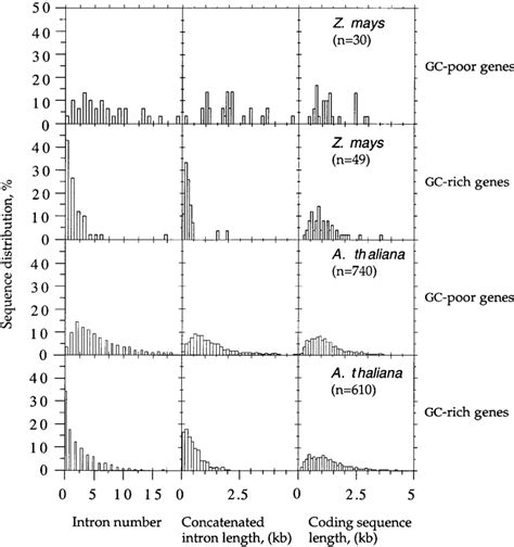 —distributions of intron number length of concatenated introns and