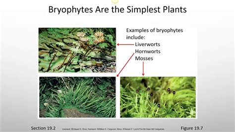 Examples Of Bryophytes Plants