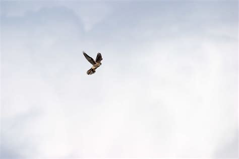 Kestrel At Work Boolie