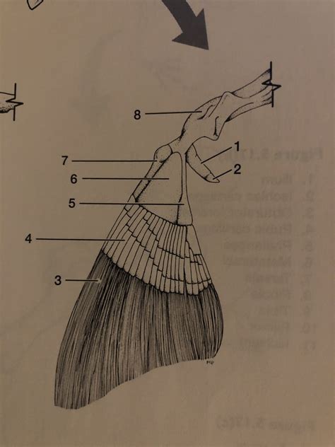 Pectoral Girdle Shark Squalus Diagram Quizlet