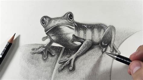 Realistic Frog Drawing