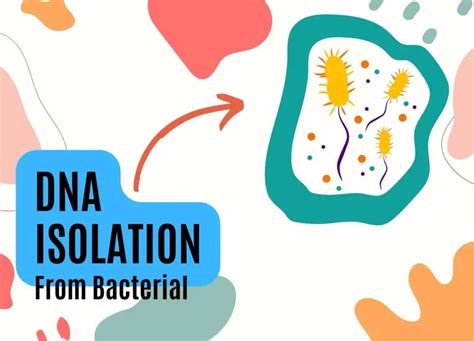 What Is Isolation Of Bacteria At Brayden Cooke Blog