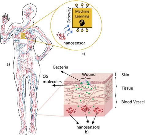 Figure 1 From Nanosensor Location Estimation In The Human Circulatory System Using Machine