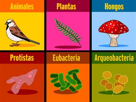 ¿cuáles Son Las Características De Los 6 Reinos Naturales Diferenciass