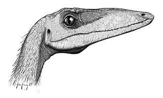 Coelophysis Wikipedia