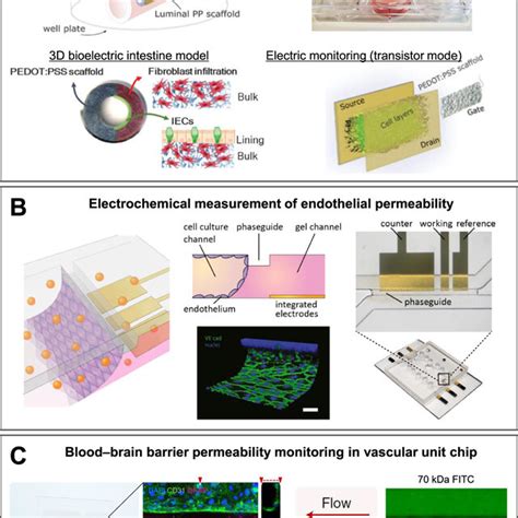 Organ On A Chip Systems For Examining The Barrier Functions Of Tissues