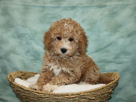 Havapoo Puppy Blue Merle Id8516 Located At Petland Rome Georgia