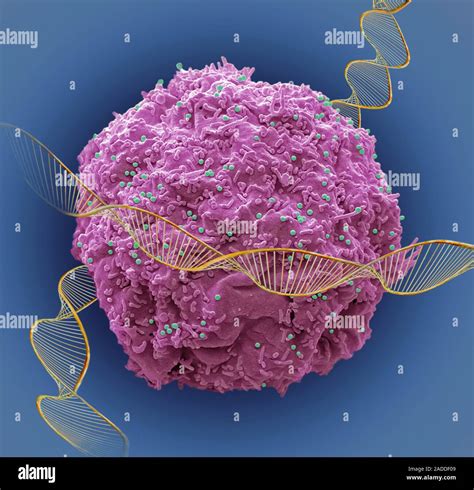 Hiv Infected Cell And Dna Conceptual Composite Image Scanning Electron Microscopy Sem And