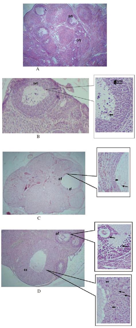 Figure 1 From Oestrous Cycle Of Wistar Rats Altered By Sterol And