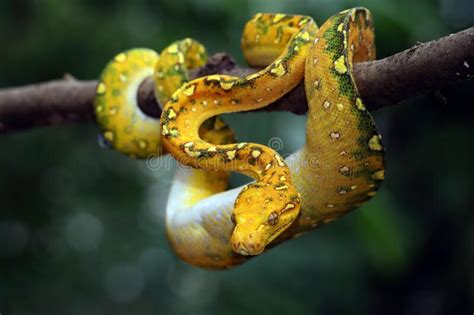 Green Tree Python Juvenile Closeup Head On Branch With Black Background Stock Photo Image Of