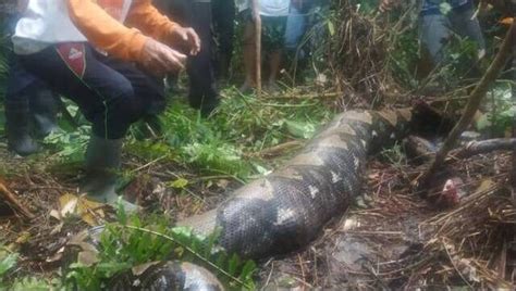 Woman Swallowed By 22 Foot Long Python In Indonesia Woman Swallowed By 22 Foot Long Python In Indonesia