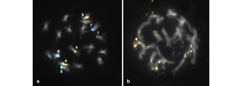 Chromosome Identification Of An Aneuploid B Oleracea Based On A Simple