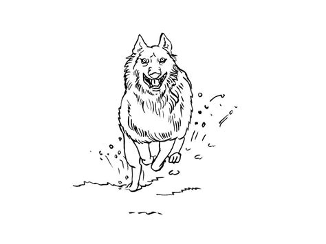 Loup Coloriages Animaux Loups