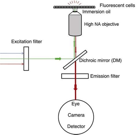 Optical Layout In An Inverted Epifluorescence Microscope The Optical