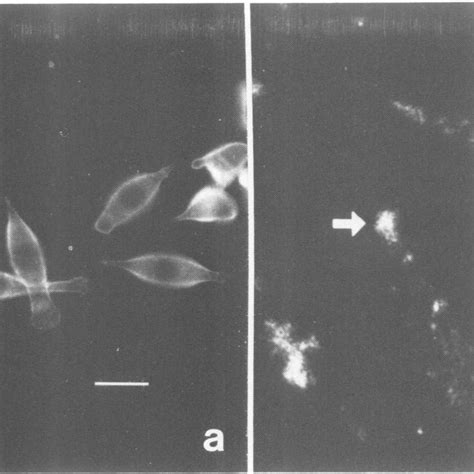 A Membrane Staining With Download Scientific Diagram