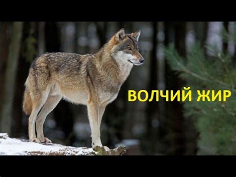 Волчий жир I Применение и показания I - YouTube